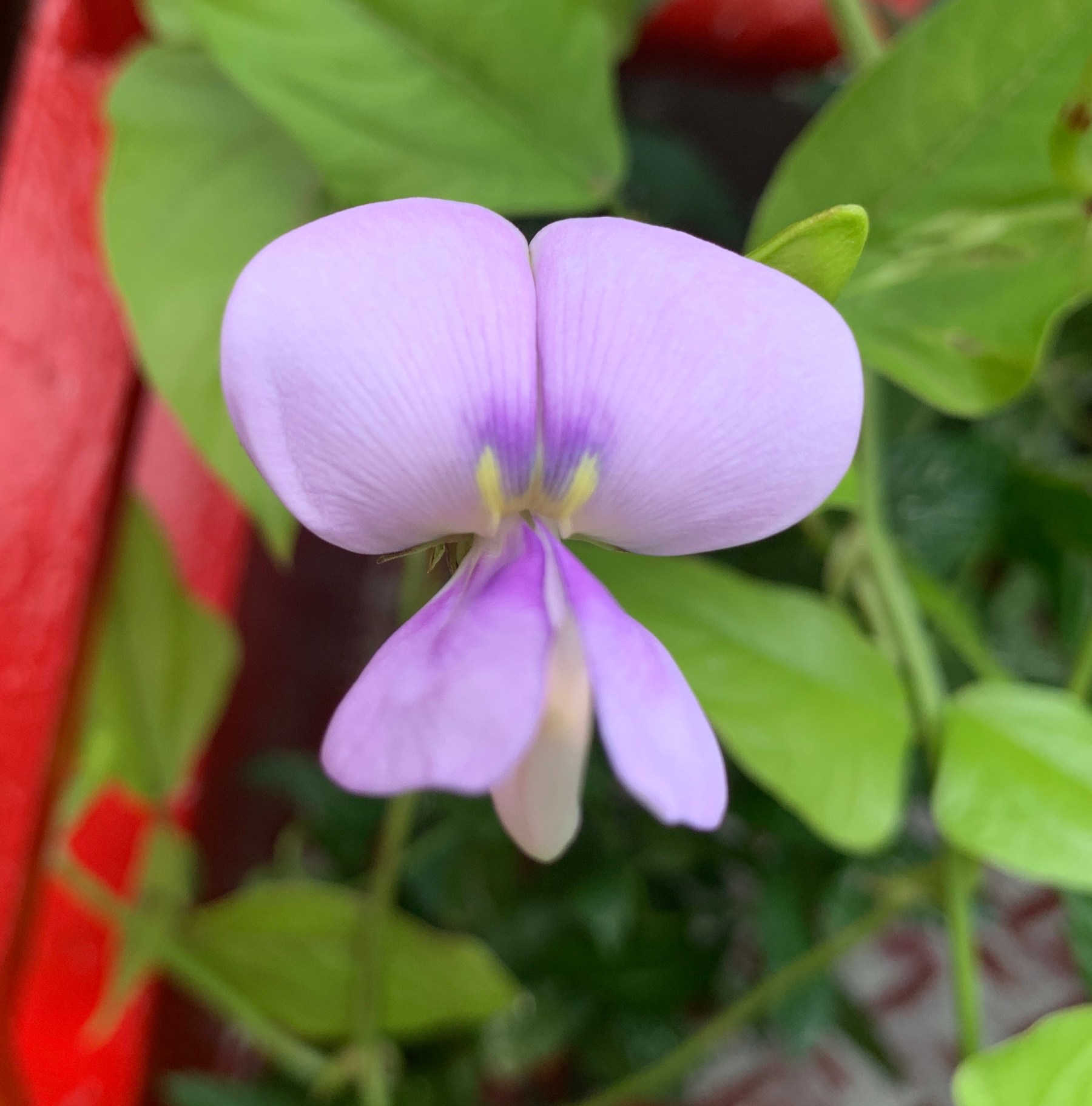 Bora: An Ode to the Long Green Bean – Cooking with Shindy