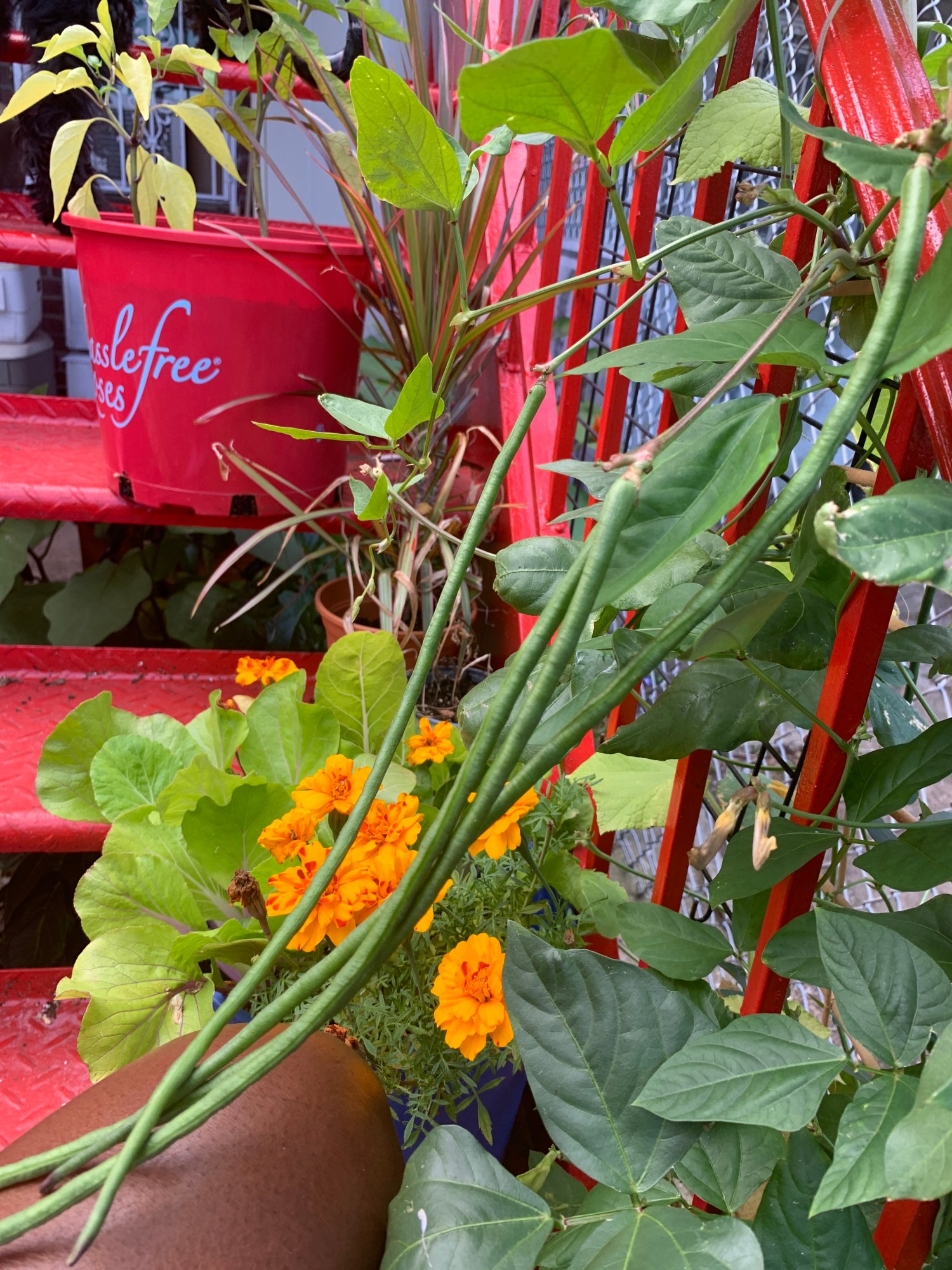 Bora: An Ode to the Long Green Bean – Cooking with Shindy