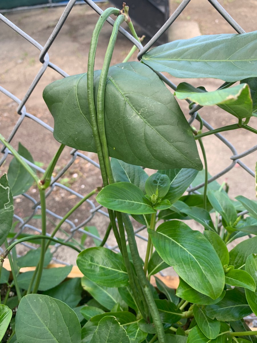 Bora: An Ode to the Long Green Bean – Cooking with Shindy